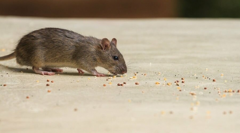 Top 10 Common Household Pests | Pro Pest Control Melbourne